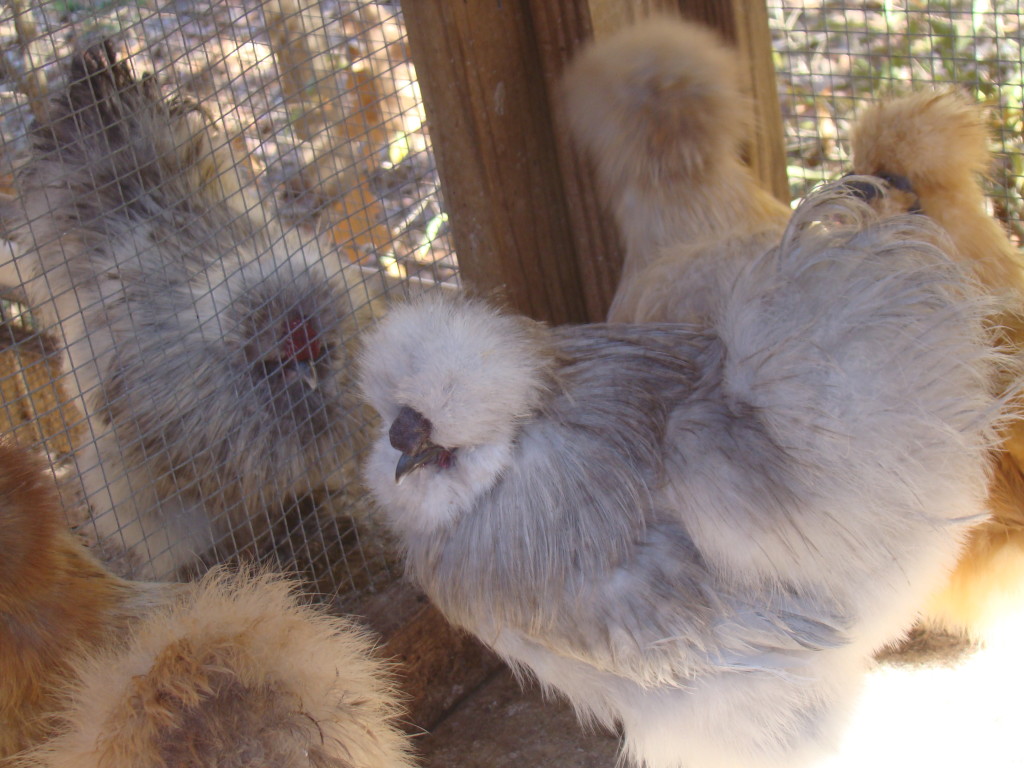 Silkies | paradisepoultryandwaterfowl.com