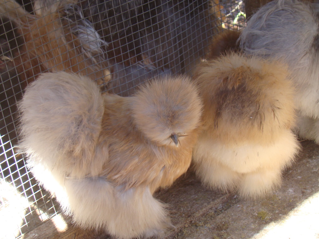 Silkies | paradisepoultryandwaterfowl.com